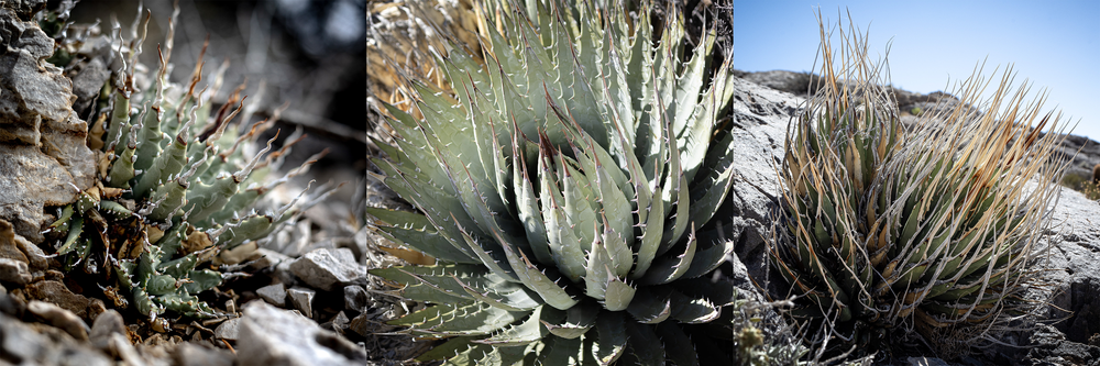 History of Agave Utahensis — MOJAVE.LV