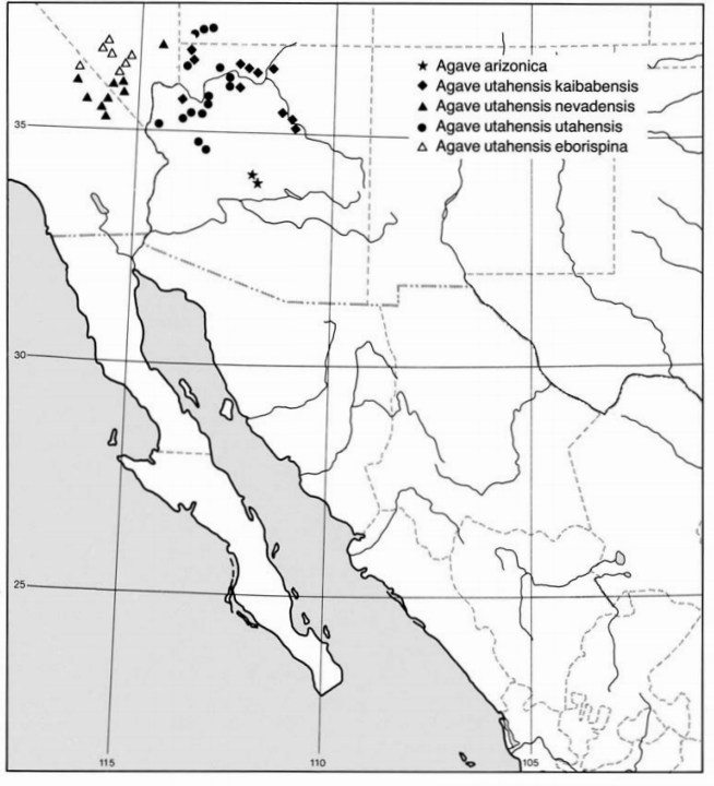Agave Utahensis Var Nevadensis vs Var Eborispina — MOJAVE.LV