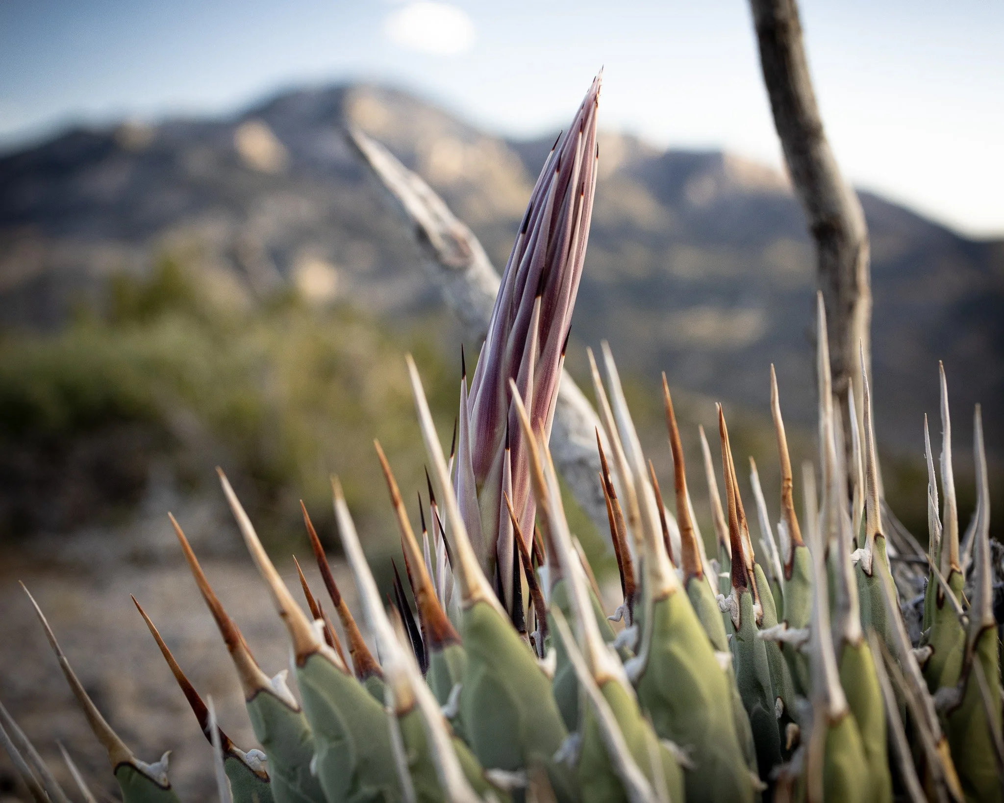 Ancient Agave Utahensis Roasting Pits — MOJAVE.LV