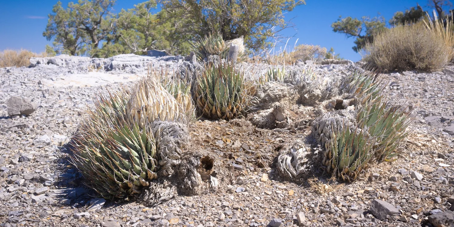 Are Agave Utahensis Clonal Rings Living Artifacts? — MOJAVE.LV