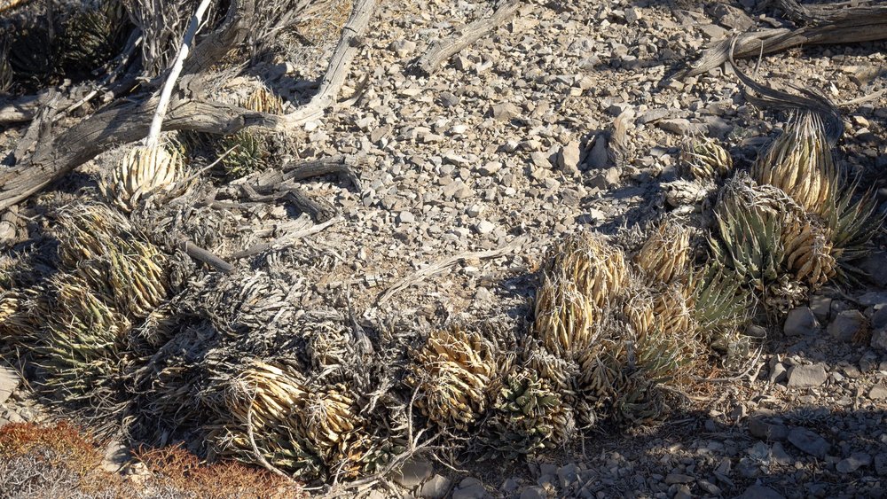 Are Agave Utahensis Clonal Rings Living Artifacts? — MOJAVE.LV