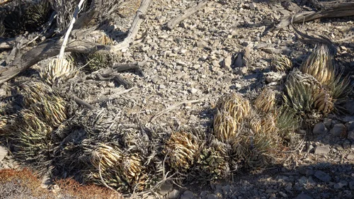 Are Agave Utahensis Clonal Rings Living Artifacts? — MOJAVE.LV