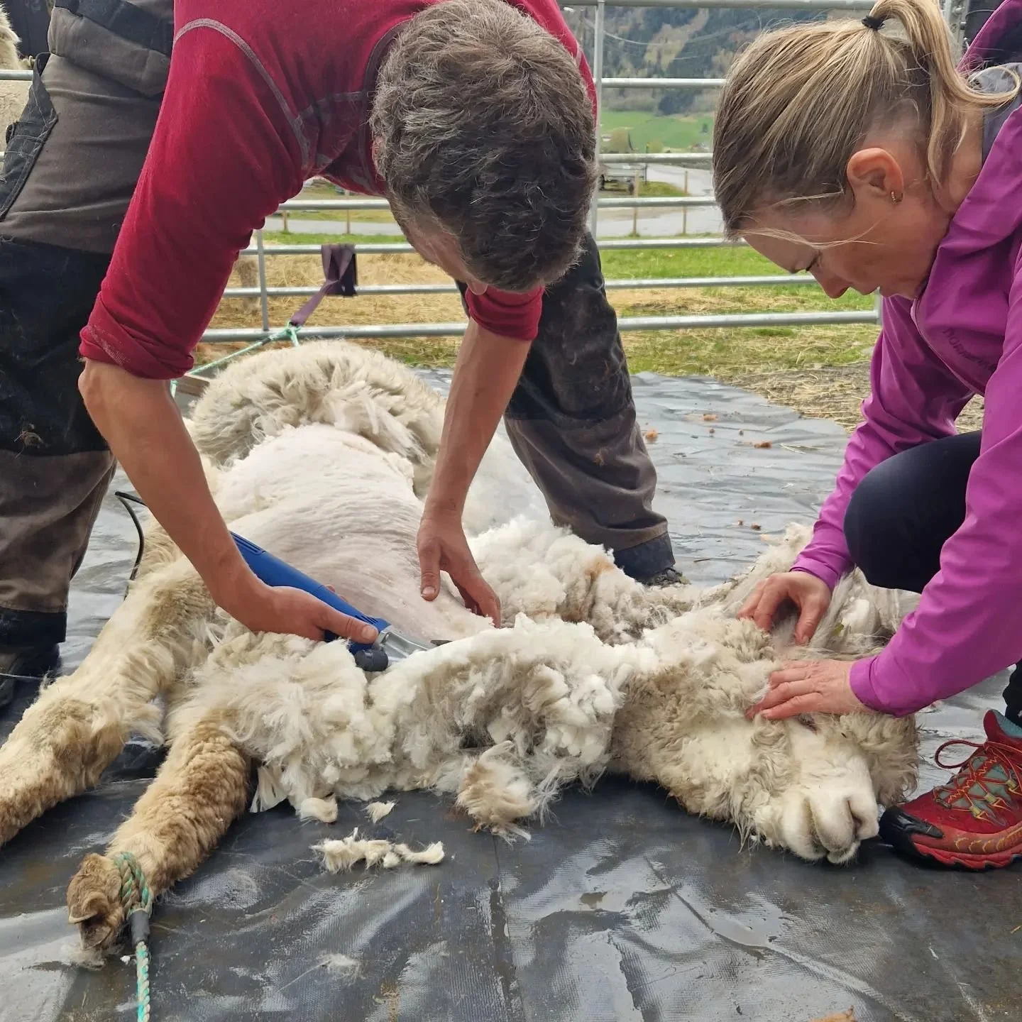 Steim farm - guided hike and farm visit in Vik, Norway
