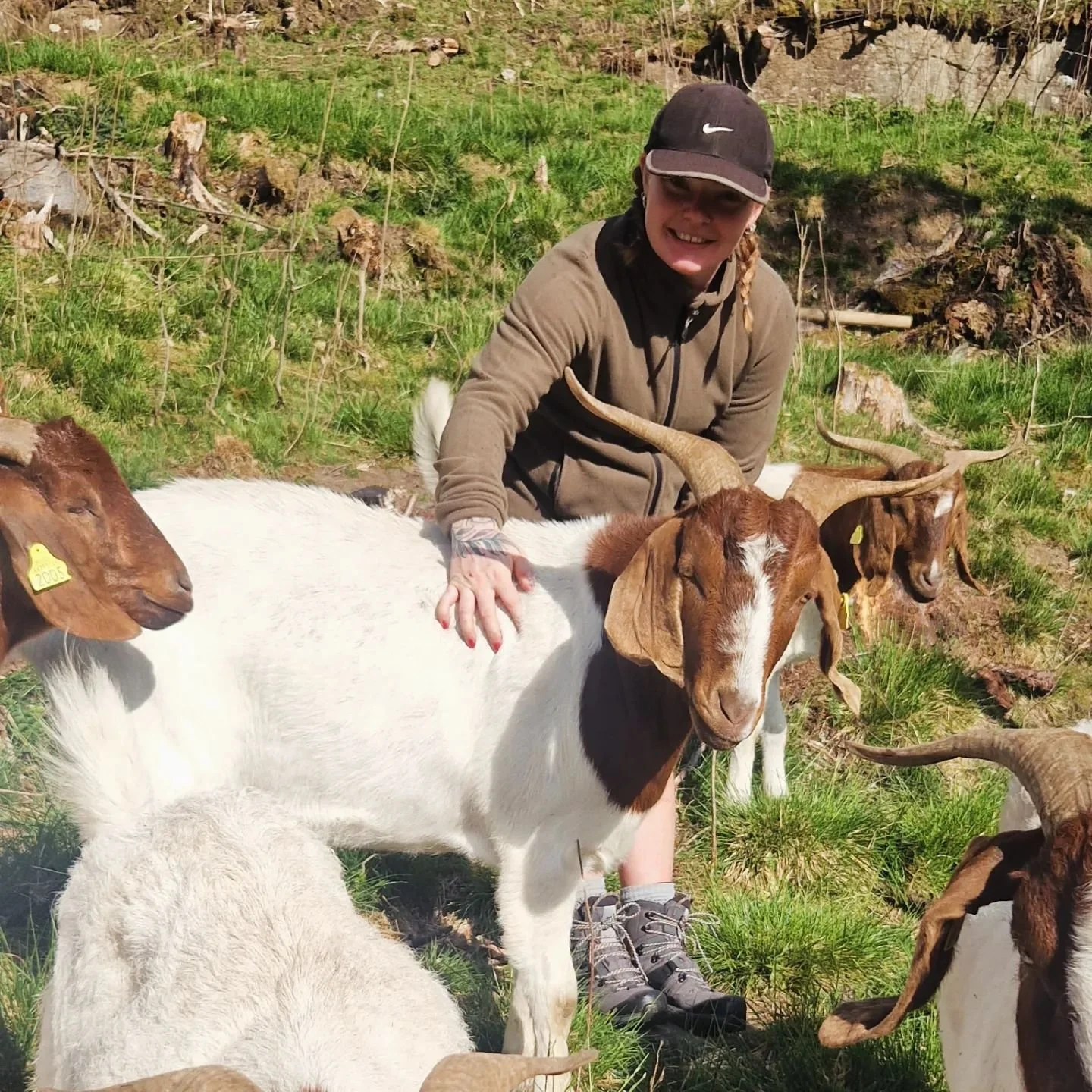 Steim farm - guided hike and farm visit in Vik, Norway