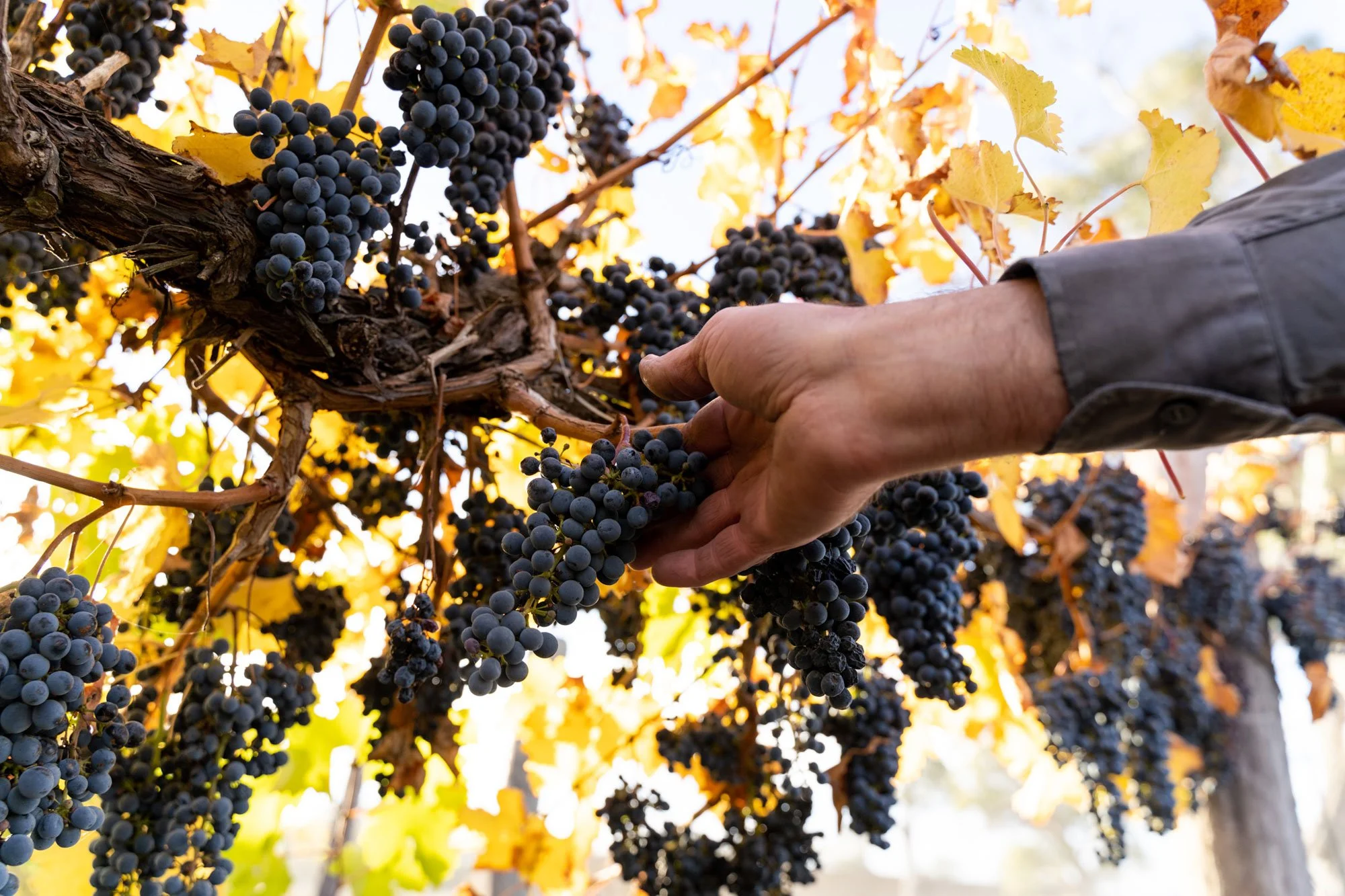 Our Story — STONEHAVEN