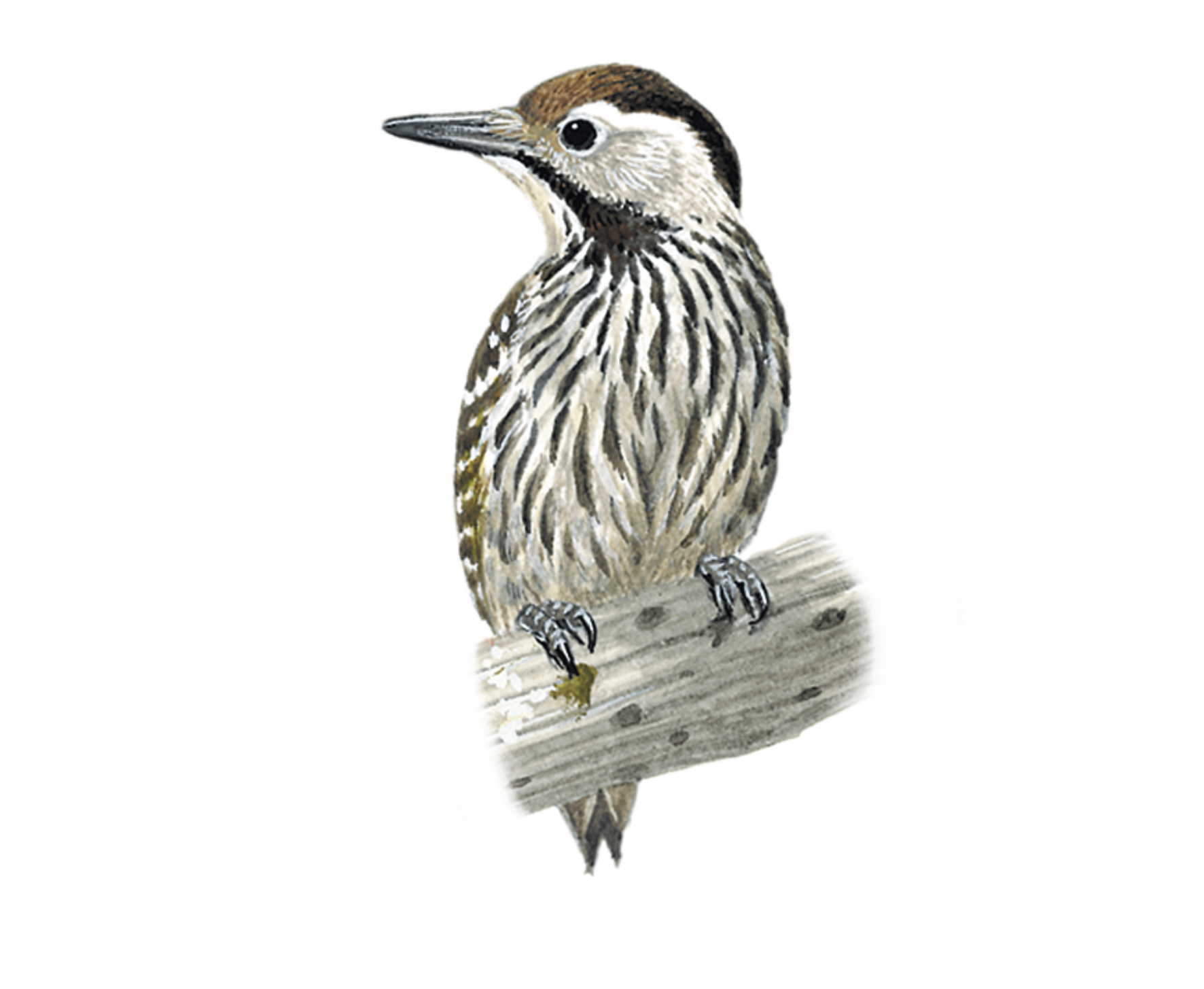 Yes!Wood Stain & Seal 01 — Promac Paints