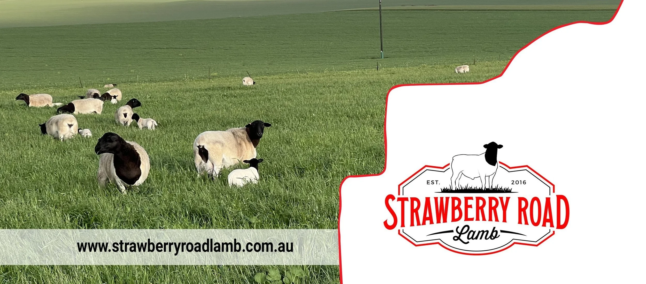Strawberry Road Lamb