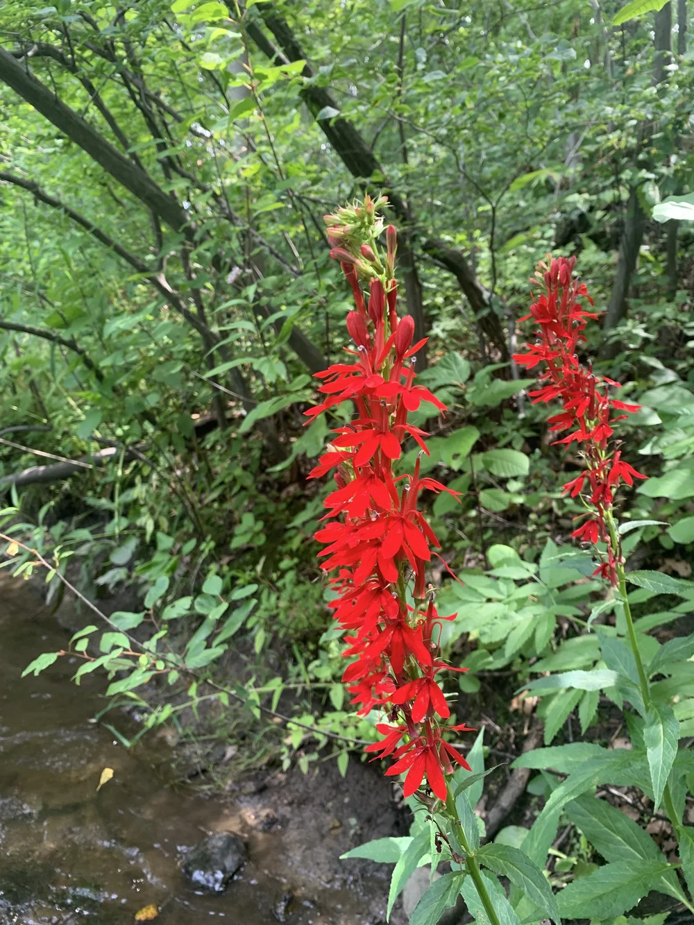 Native Plants — Clinton River Watershed Council