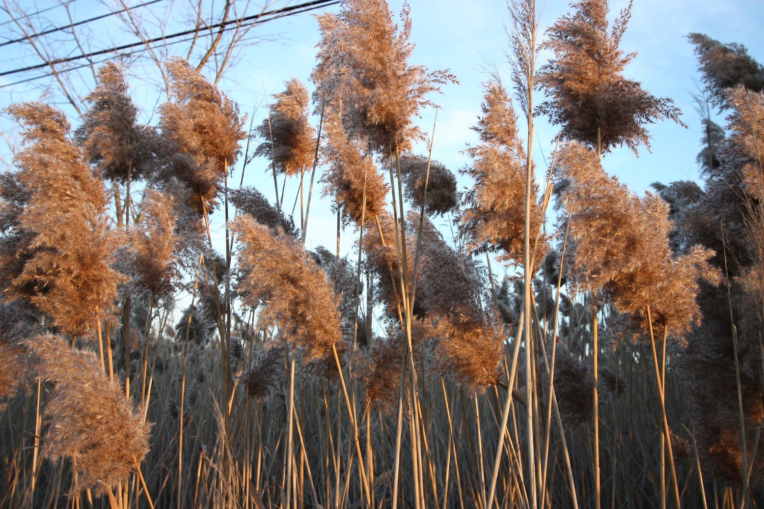 Invasive Species — Clinton River Watershed Council