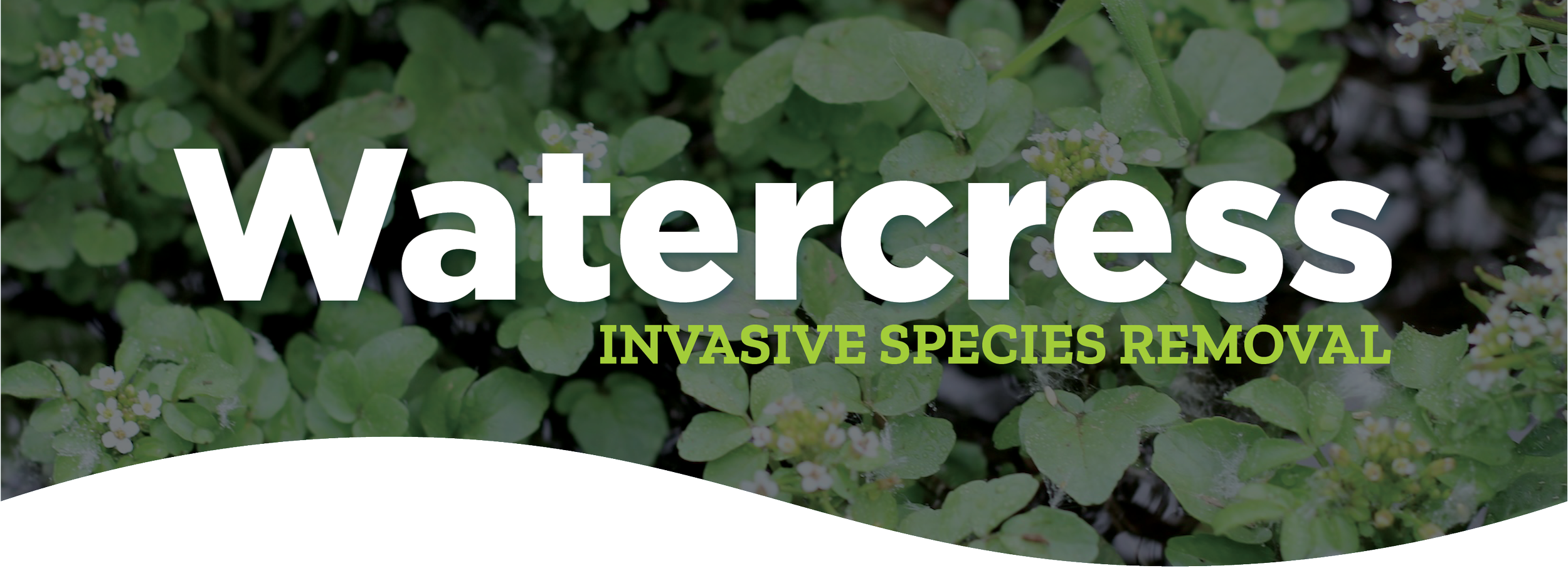 River Day Invasive Species Removal: Watercress — Clinton River ...