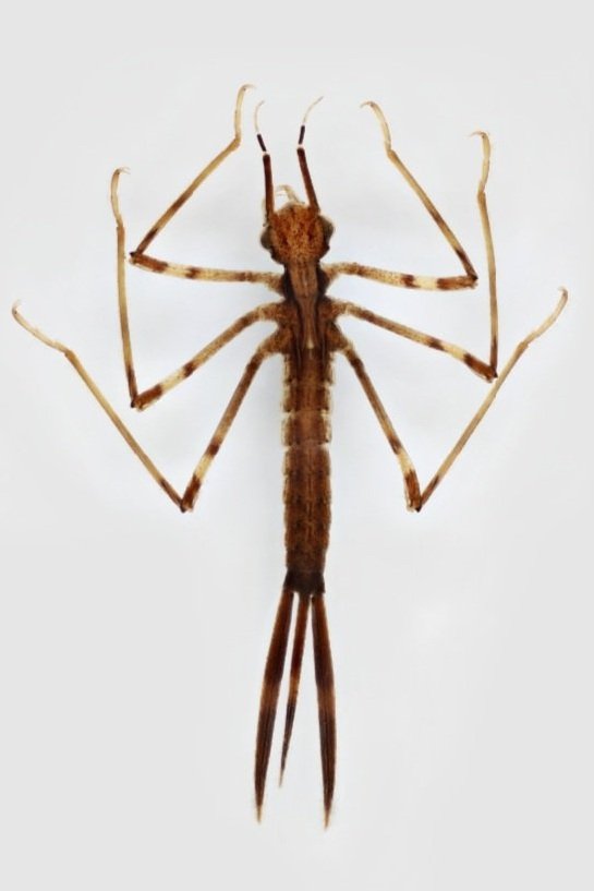 Adopt-A-Stream — Clinton River Watershed Council