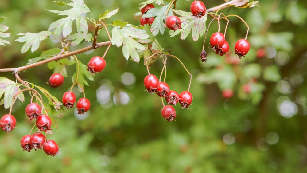 What Does Blood Deficiency Mean? — Calm Spirit Integrative Wellness