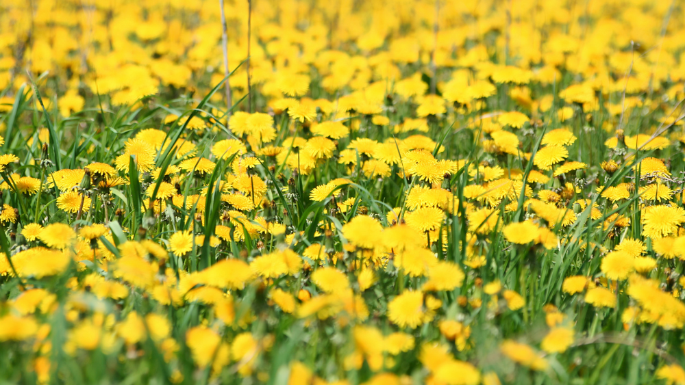 Spring Cleaning for Your Body — Calm Spirit Integrative Wellness