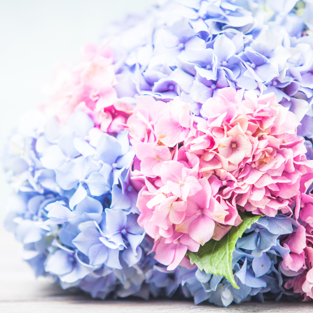 Promos — Calm Spirit Acupuncture & Wellness