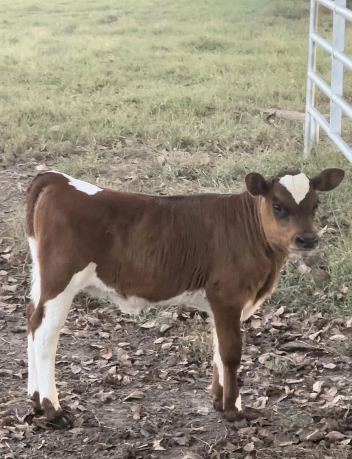 Mini Cattle & Available Calves — Rocky Bottom Mini Farm