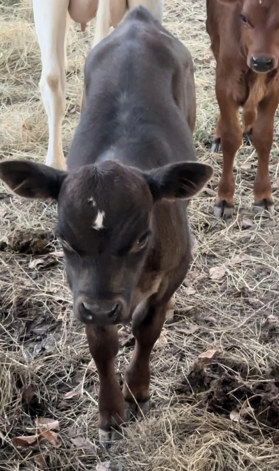 Mini Cattle & Available Calves — Rocky Bottom Mini Farm