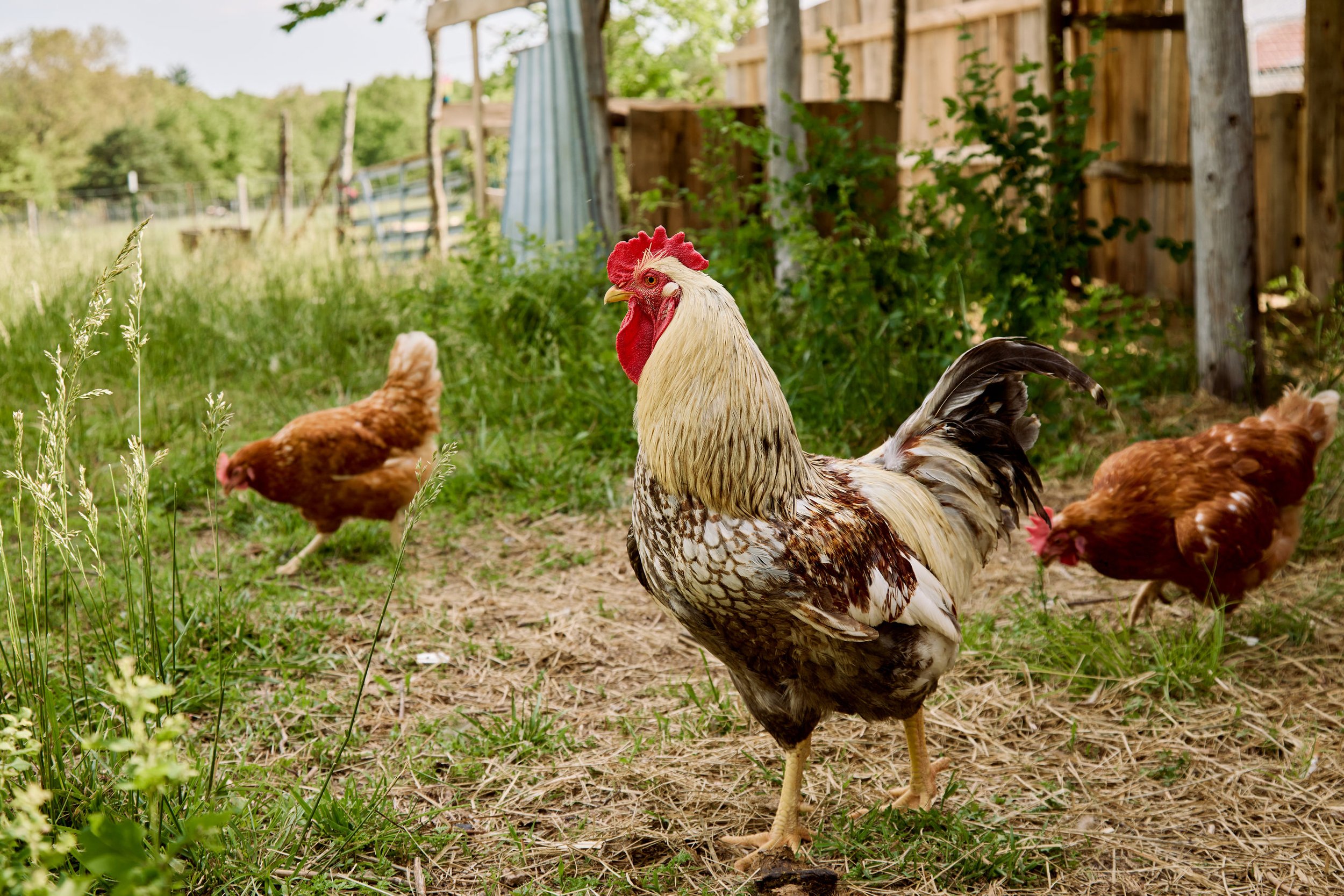 Chicken Math . . . 1+1=1,564,654,327! — Rocky Bottom Mini Farm