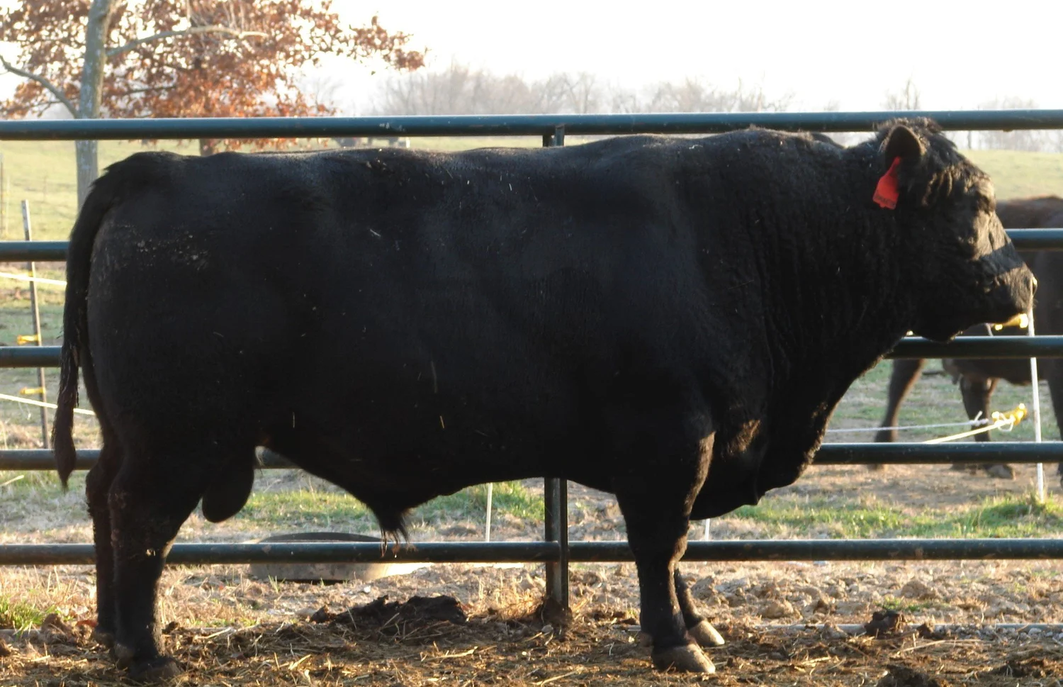 SCR Dominator — Rocky Bottom Mini Farm