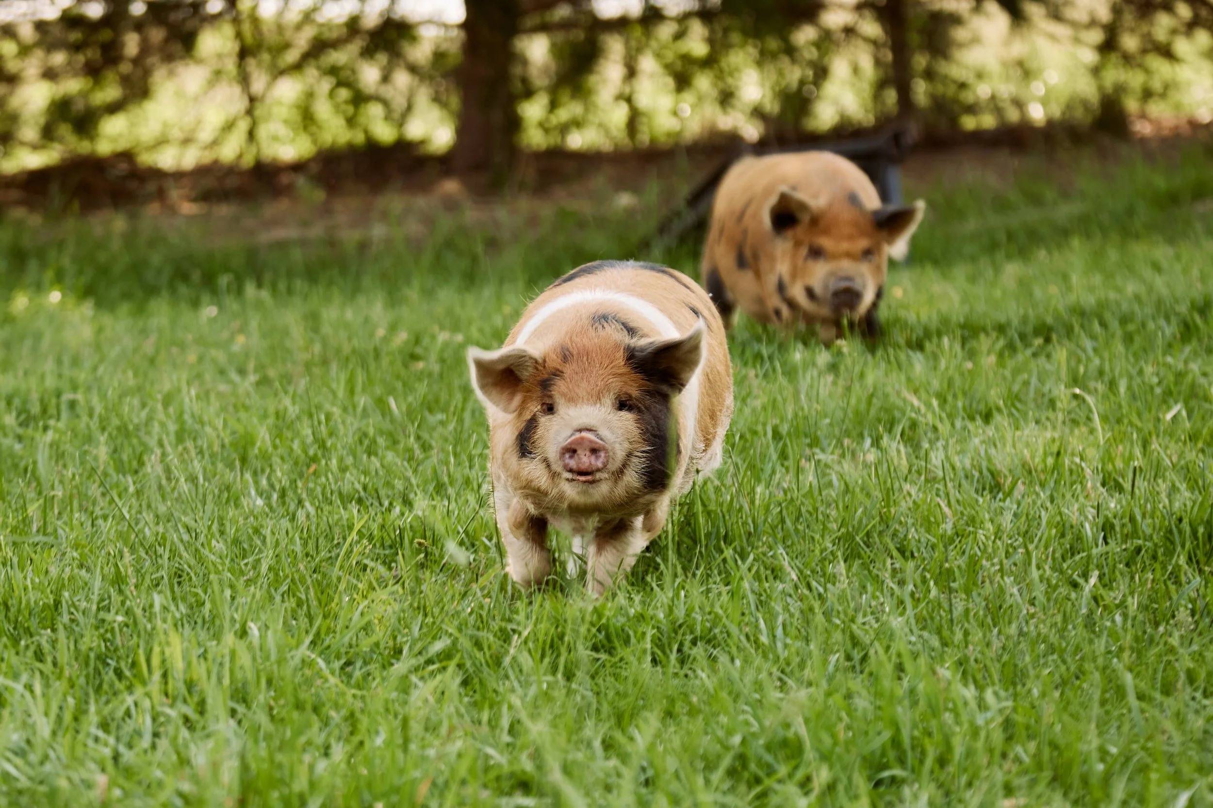 KuneKune Pigs — Rocky Bottom Mini Farm