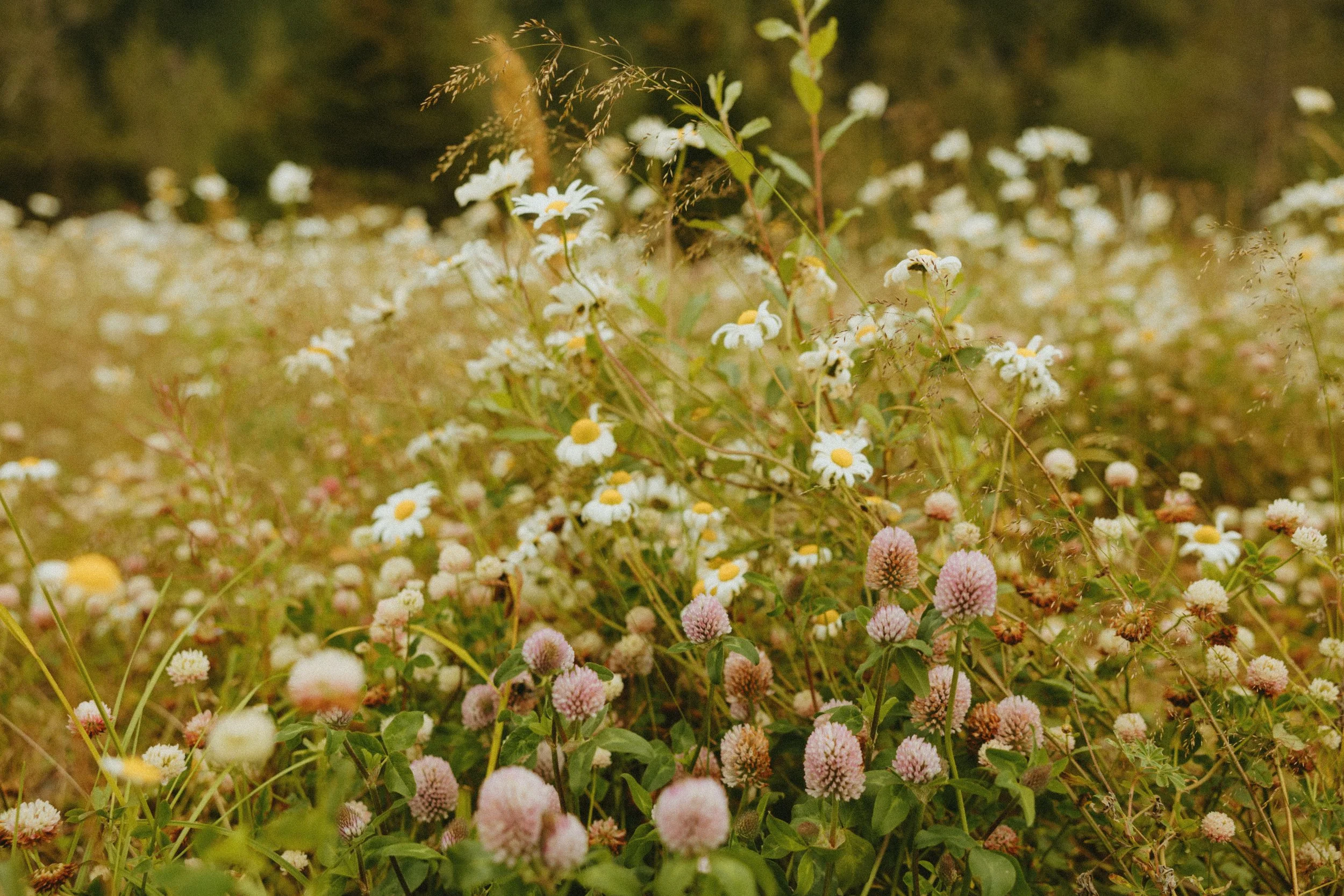 INVESTMENT — Claudia Menchaca Photography