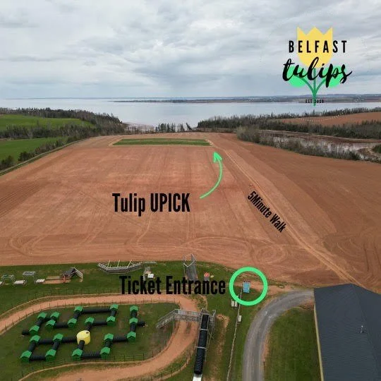 Belfast Tulips