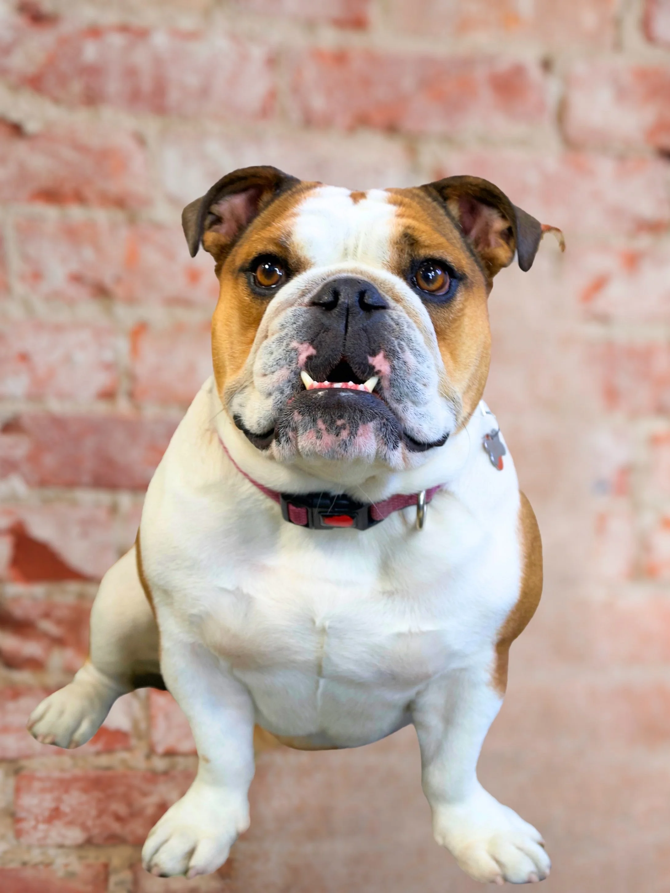 Team Bio — Bellas Flooring