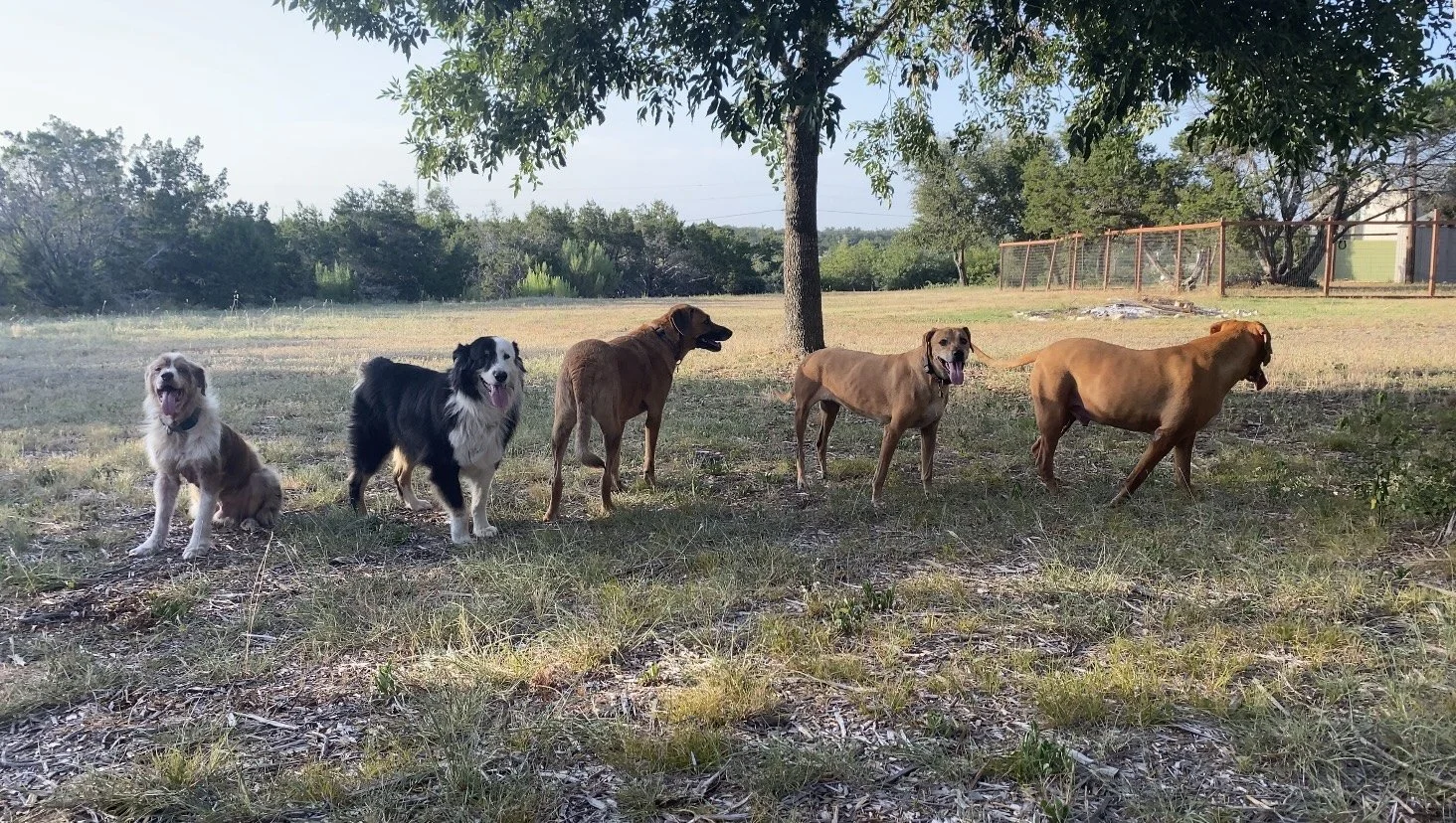Rhodesian Ridgeback German Shepherd