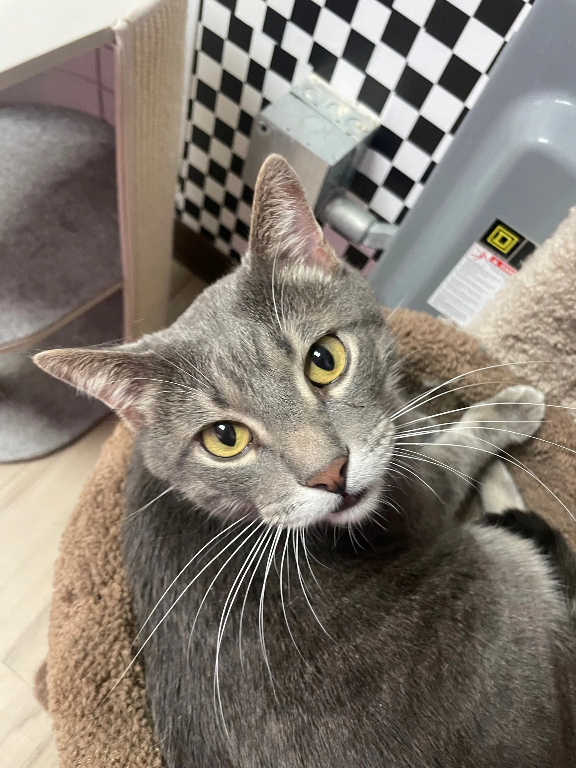 Available Cats — Cattitude Cafe Sioux Falls
