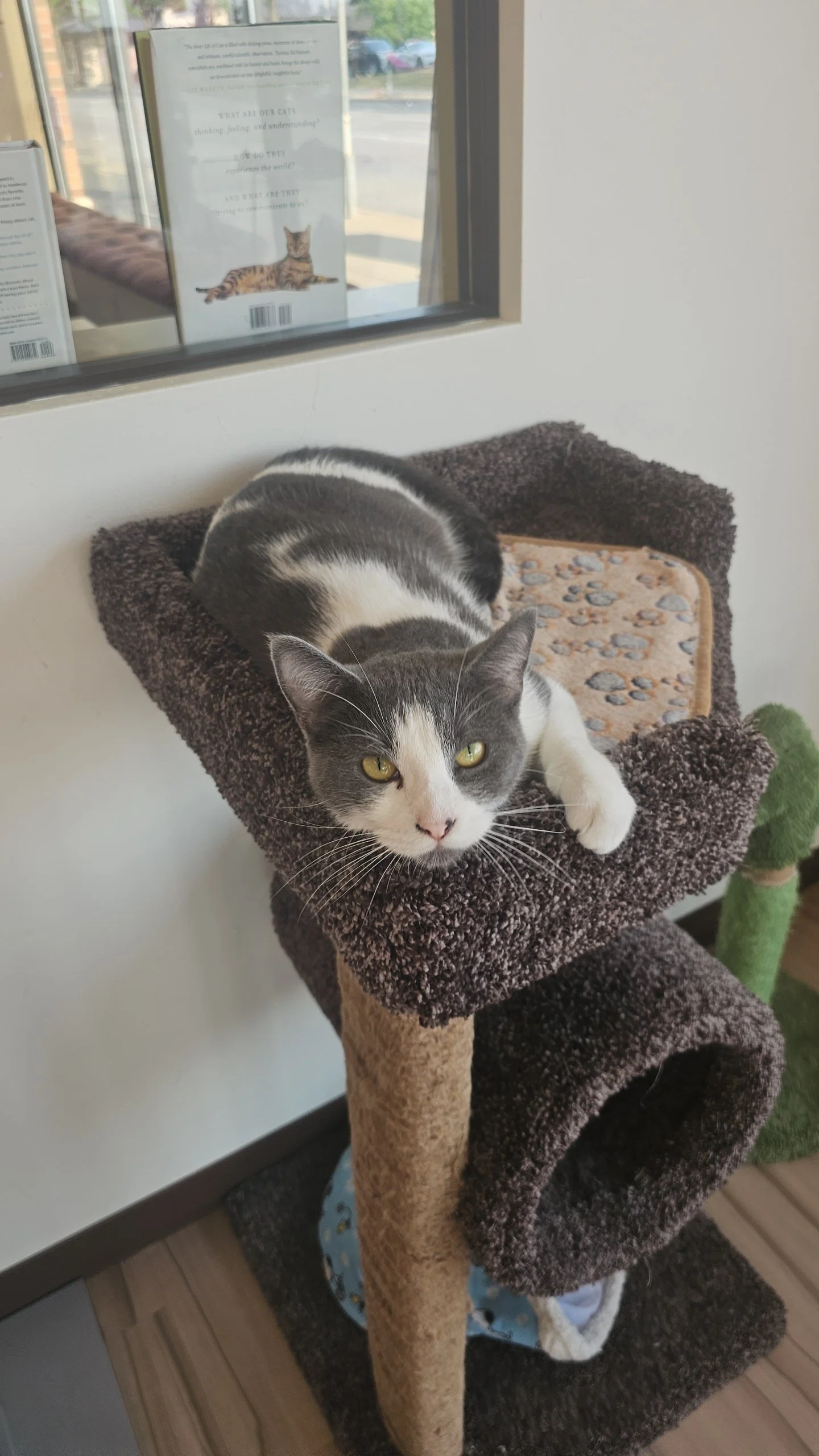 Available Cats — Cattitude Cafe Sioux Falls