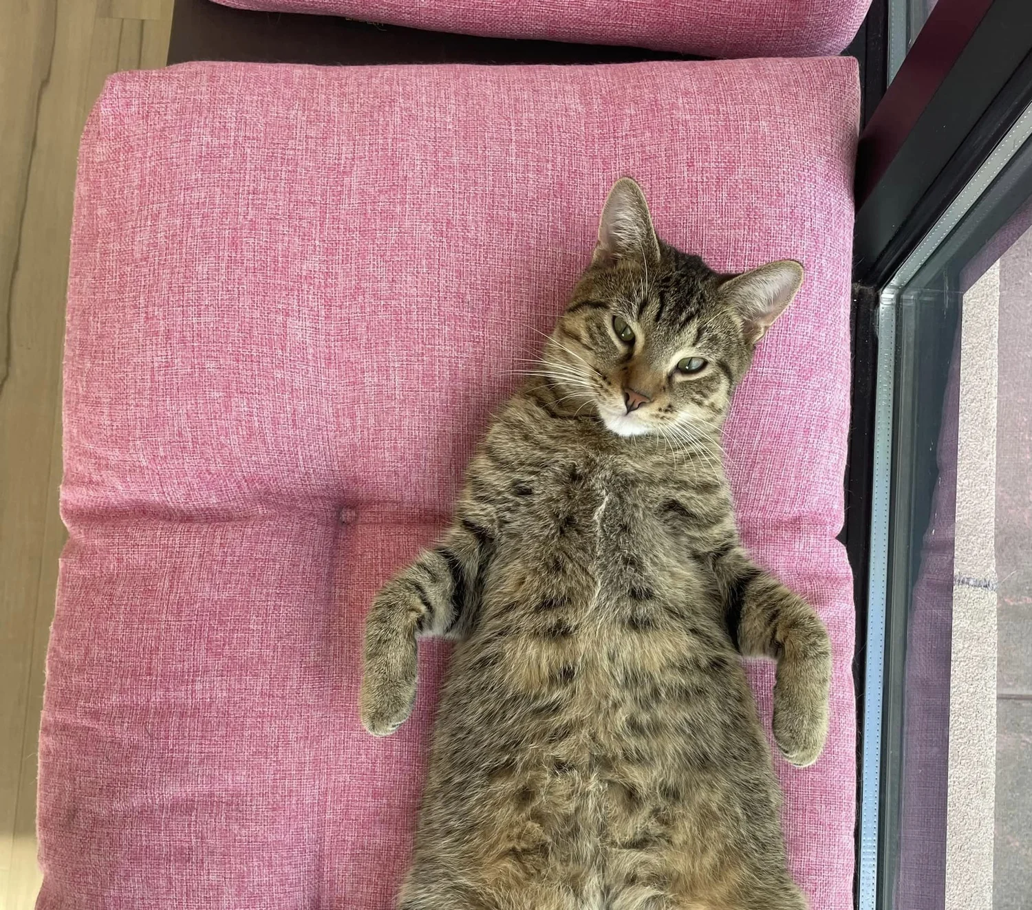 Cat Hangout Sessions — Cattitude Cafe Sioux Falls