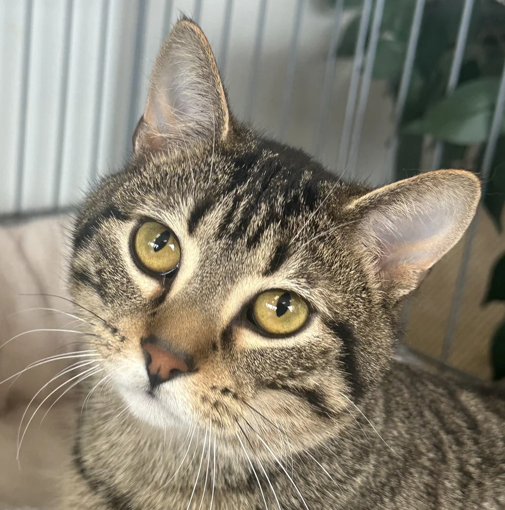 Available Cats — Cattitude Cafe Sioux Falls