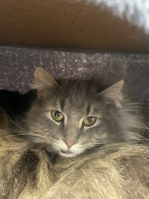 Available Cats — Cattitude Cafe Sioux Falls