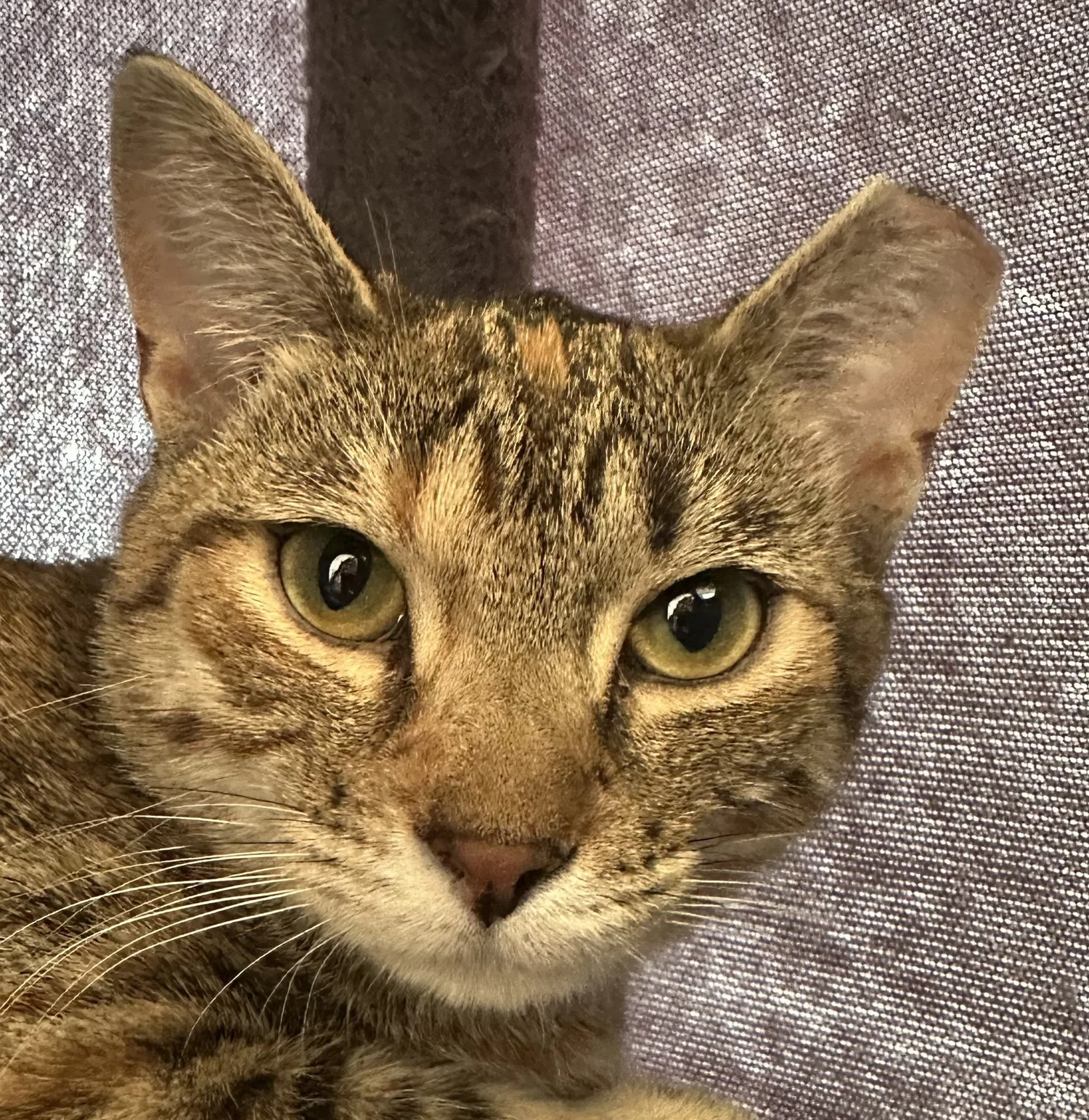 Available Cats — Cattitude Cafe Sioux Falls