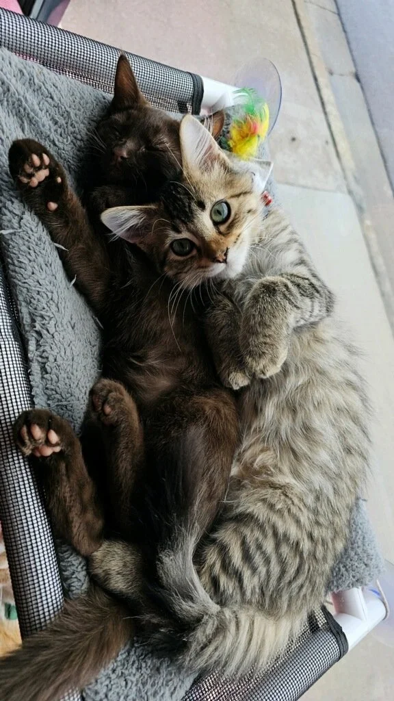 About the Cattitude Cafe — Cattitude Cafe Sioux Falls