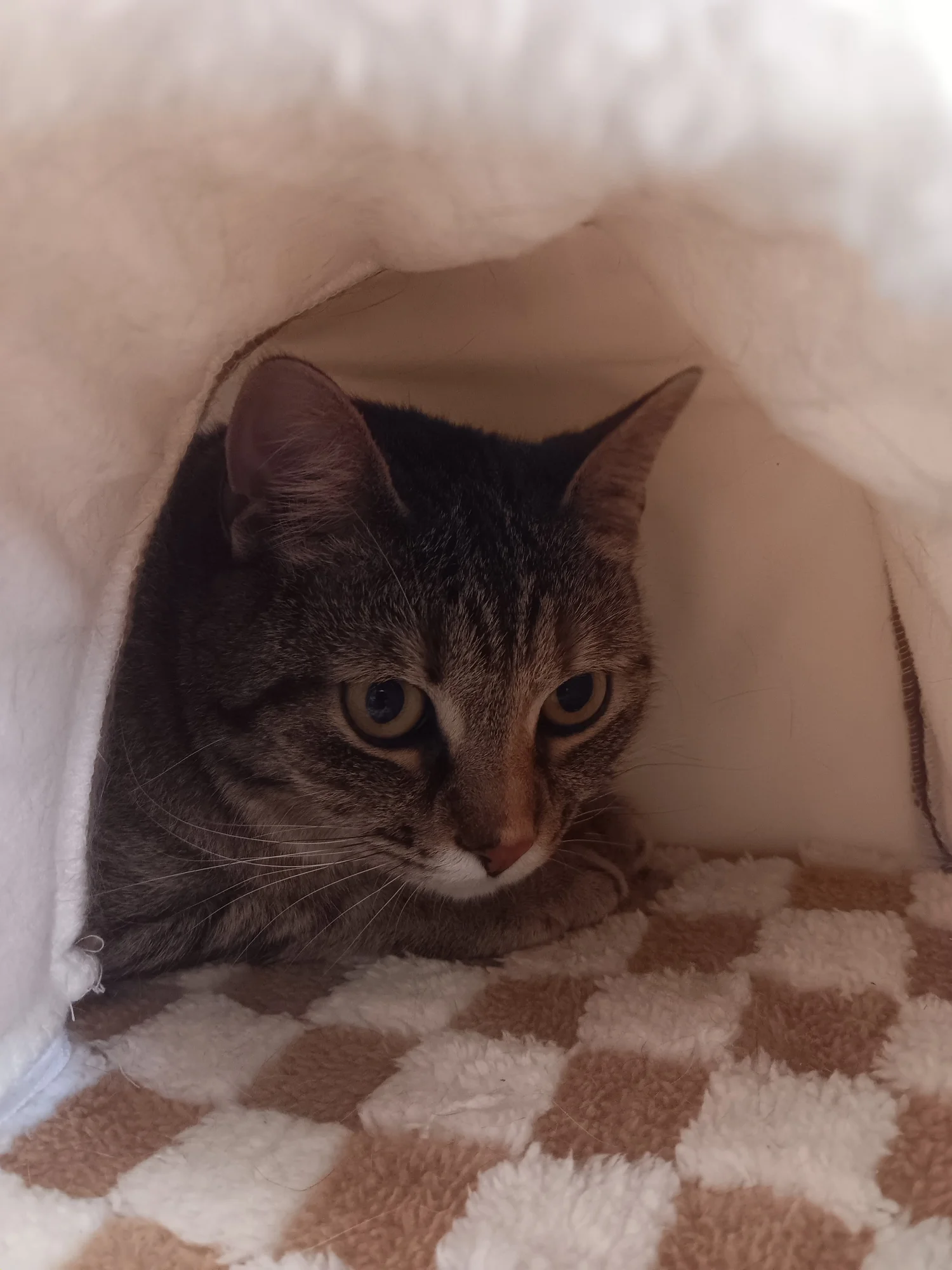 Available Cats — Cattitude Cafe Sioux Falls