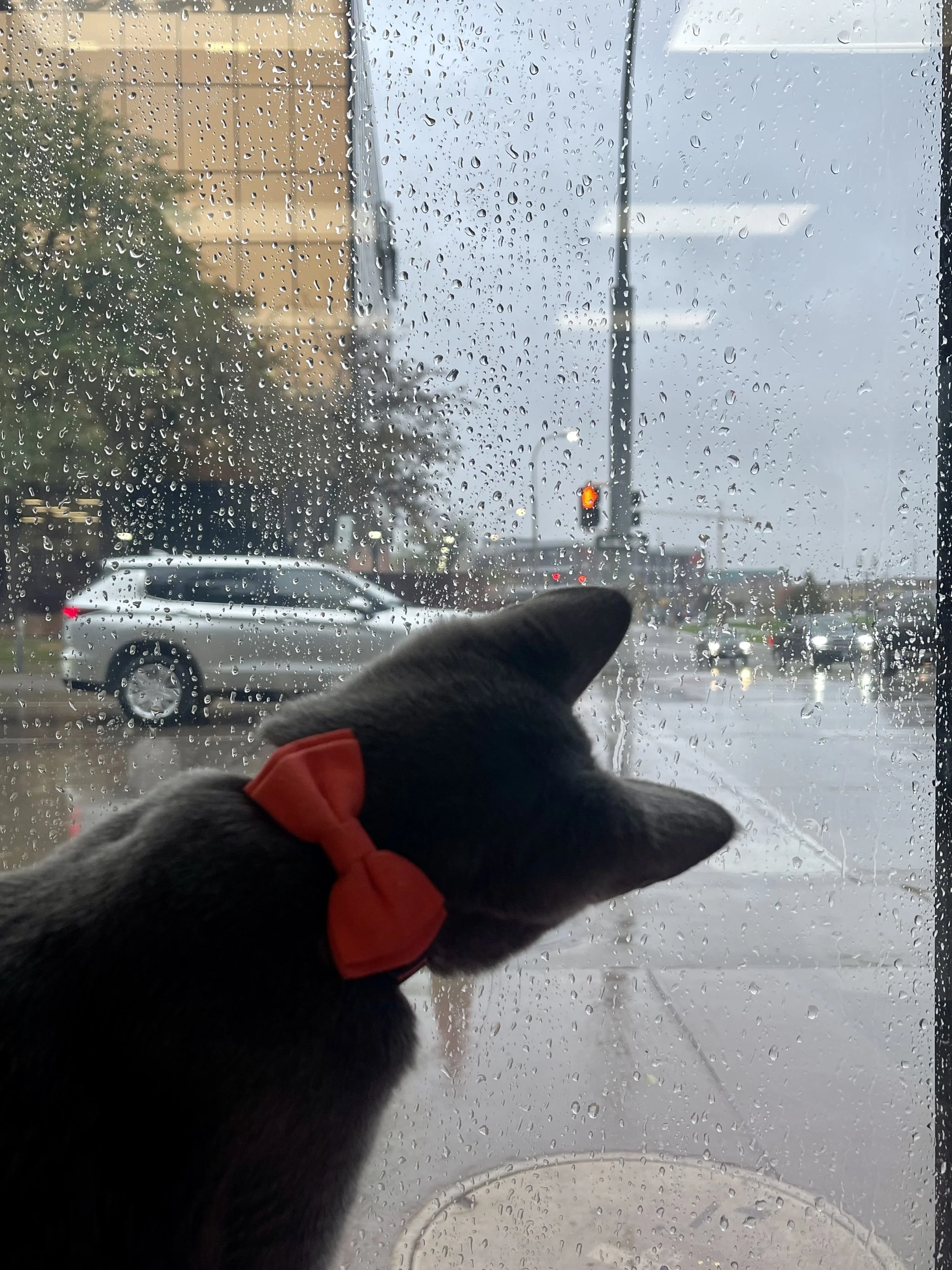 About the Cattitude Cafe — Cattitude Cafe Sioux Falls
