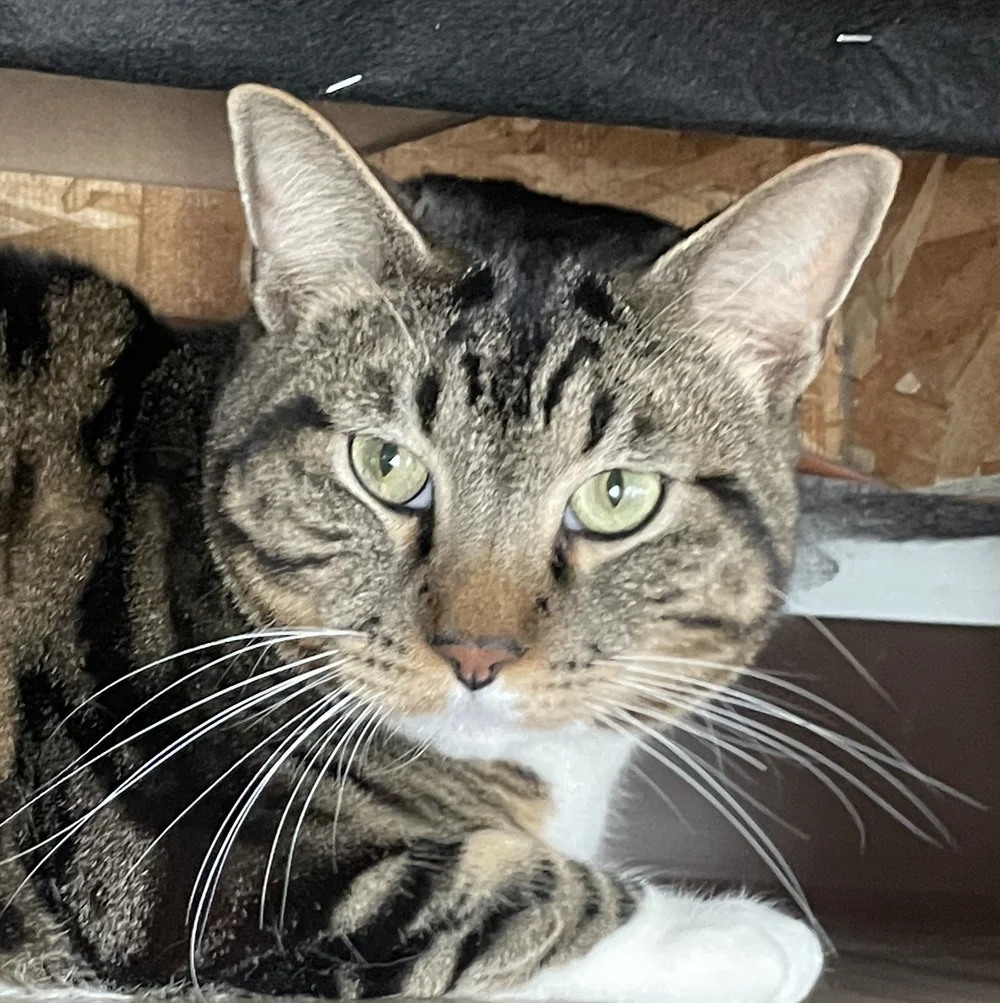Available Cats — Cattitude Cafe Sioux Falls