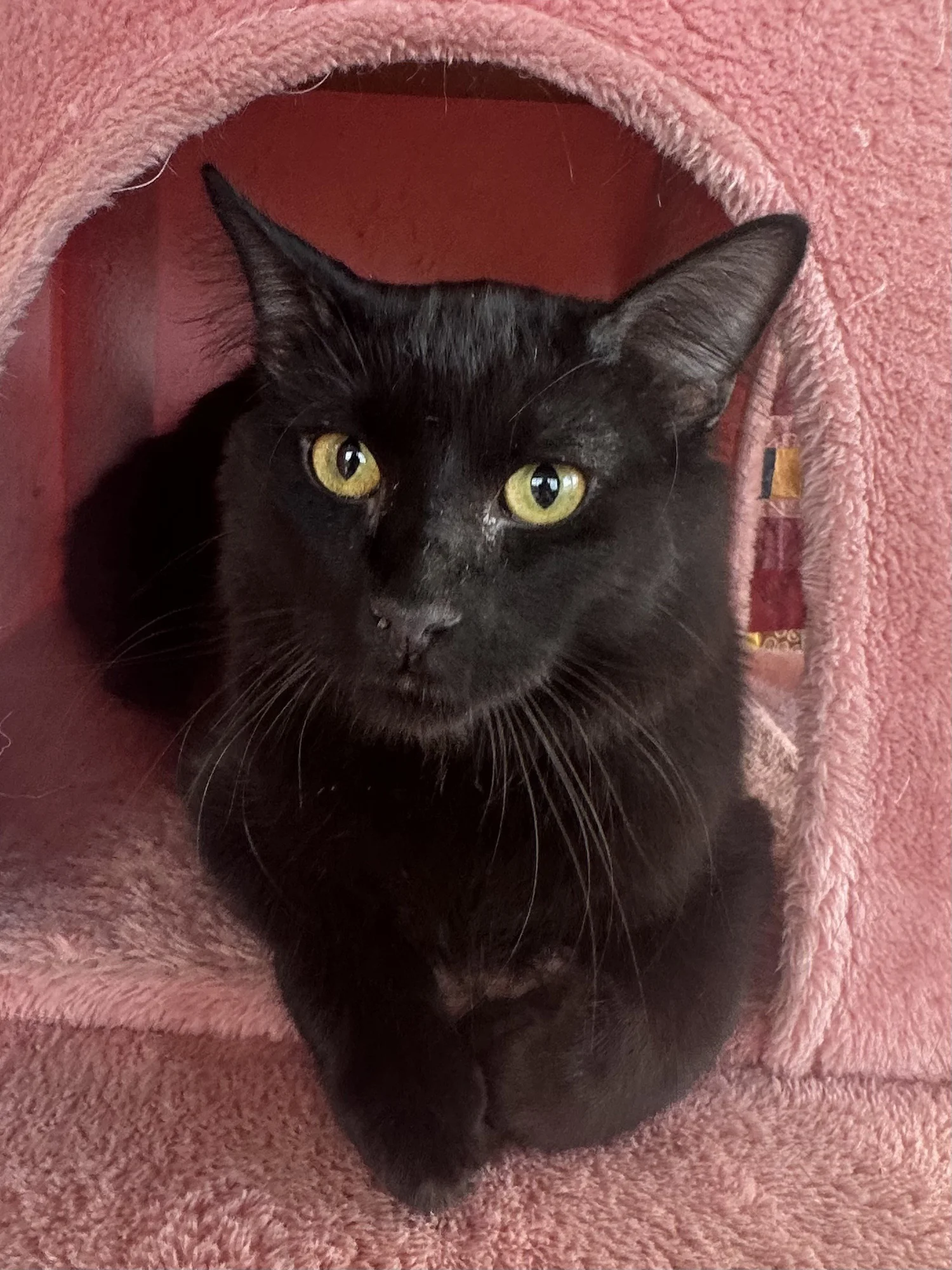 Available Cats — Cattitude Cafe Sioux Falls