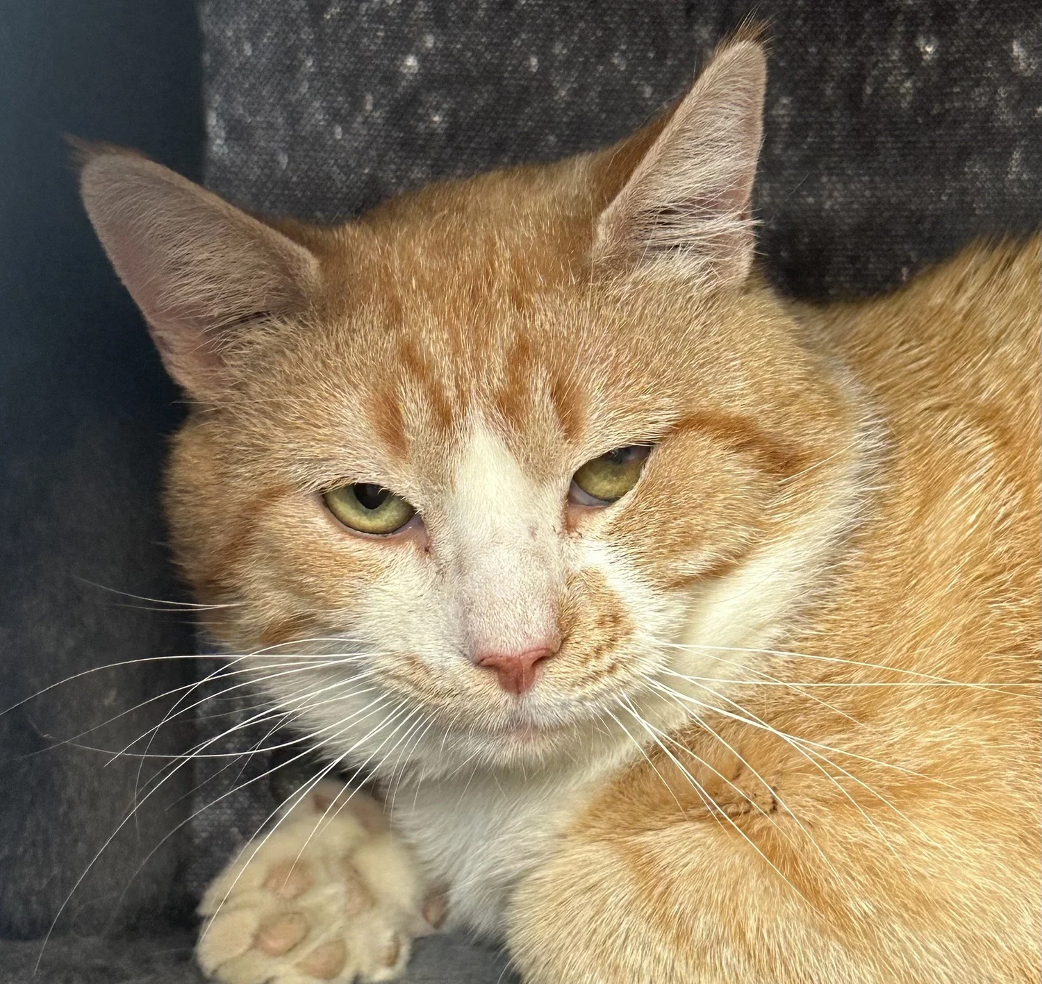 Available Cats — Cattitude Cafe Sioux Falls