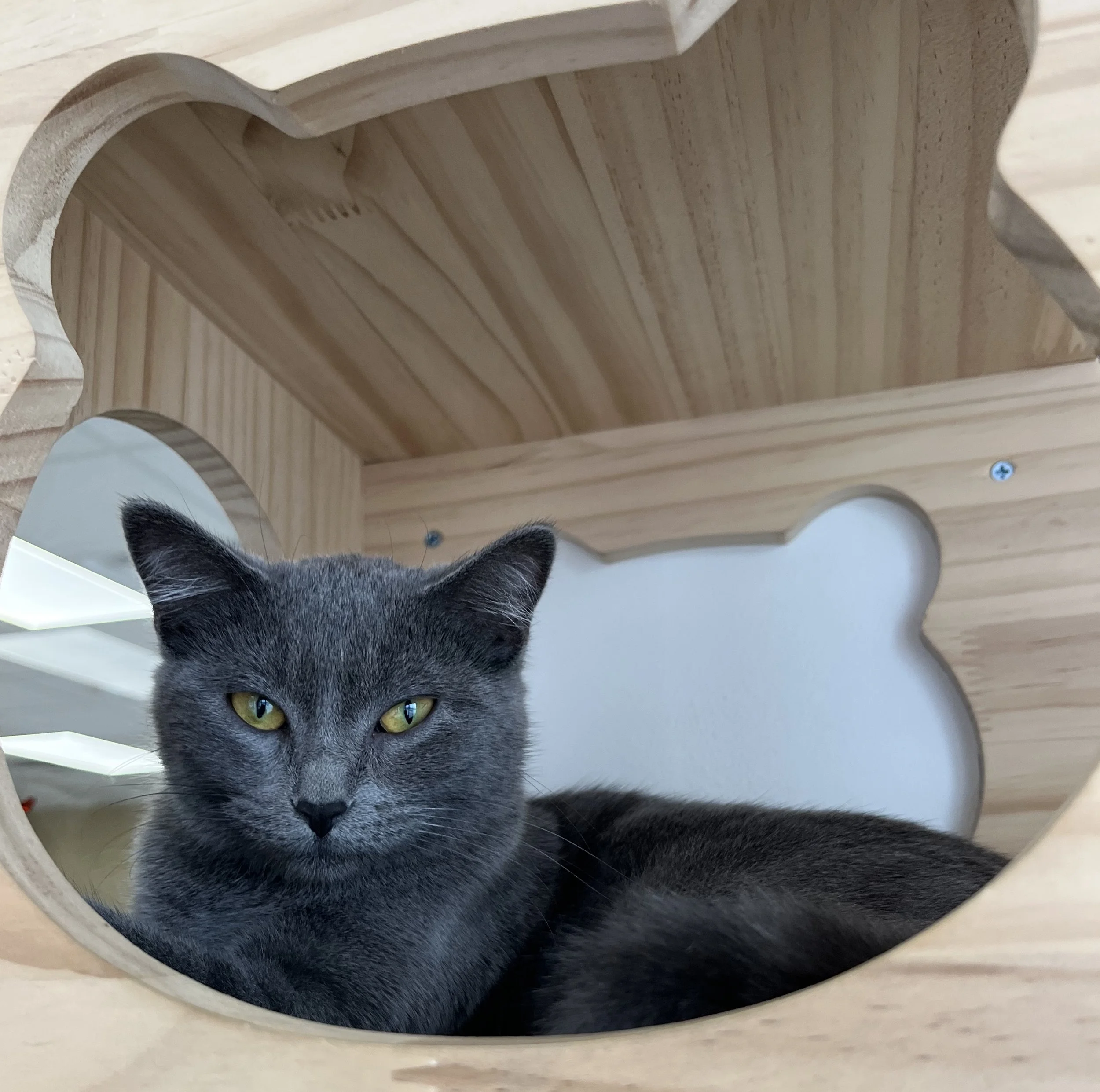 Cattitude Cafe Sioux Falls