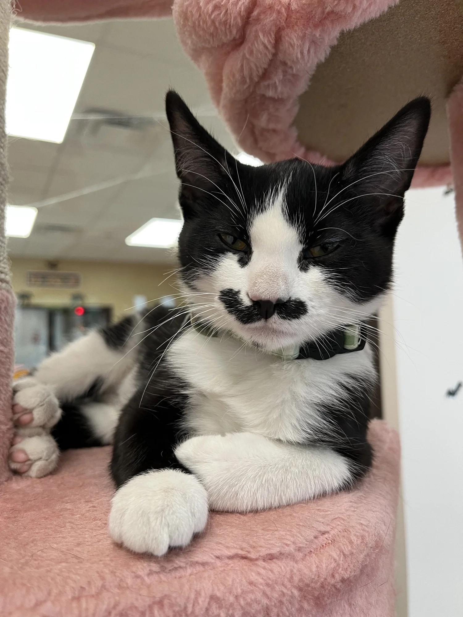 Cat Hangout Sessions — Cattitude Cafe Sioux Falls