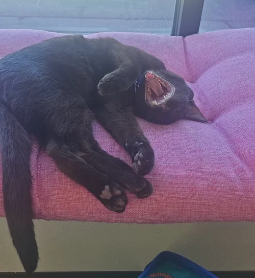 Cattitude Cafe Sioux Falls