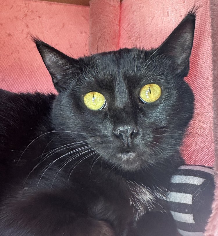 Available Cats — Cattitude Cafe Sioux Falls