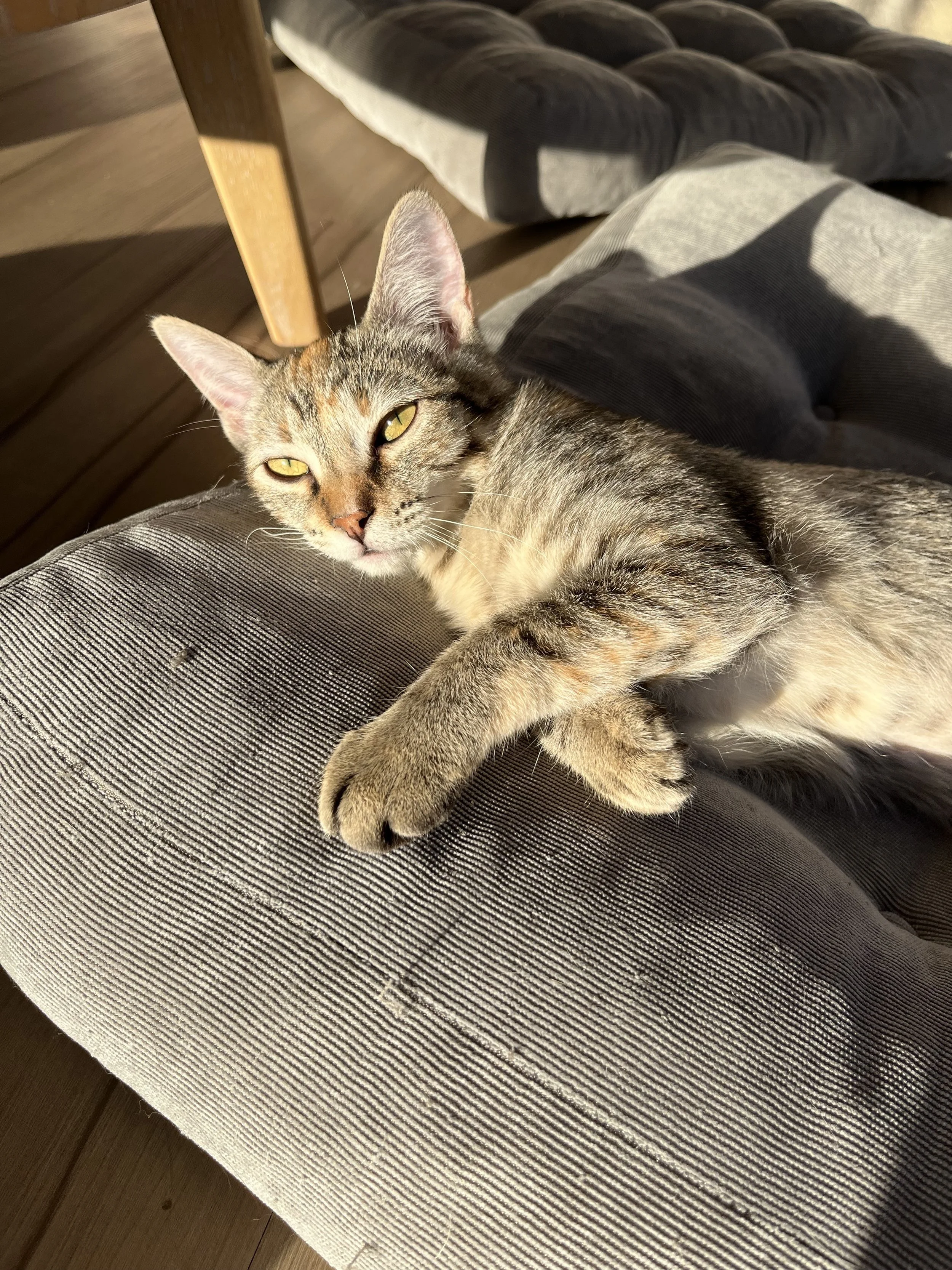 Available Cats — Cattitude Cafe Sioux Falls