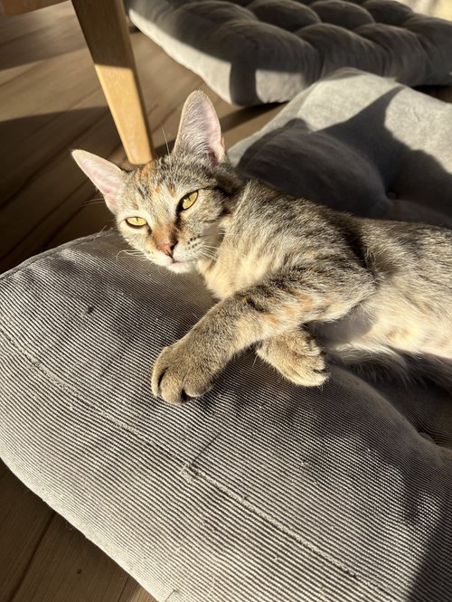 Available Cats — Cattitude Cafe Sioux Falls