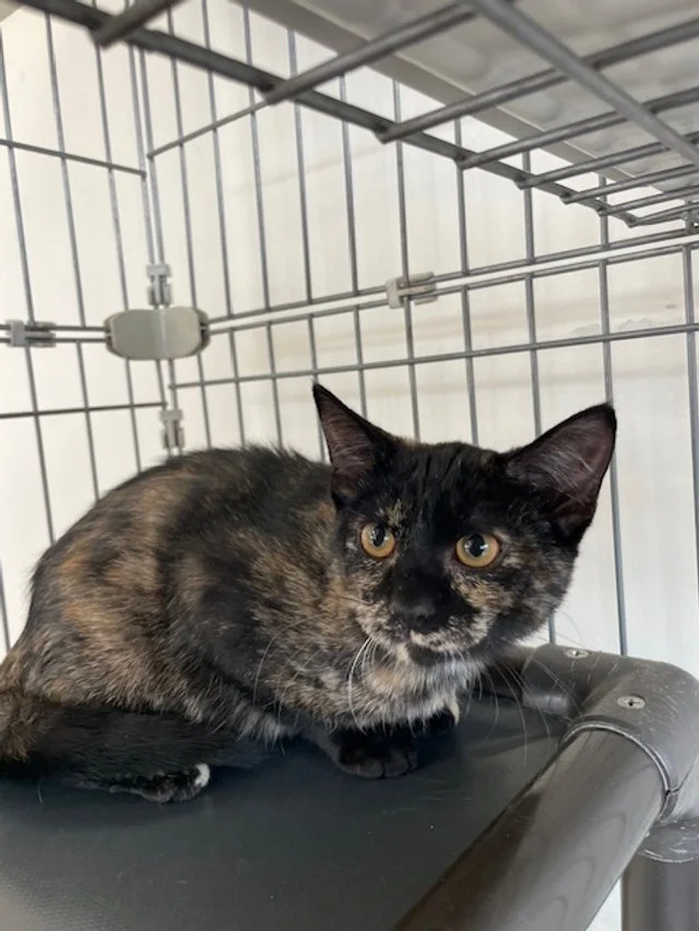 Available Cats — Cattitude Cafe Sioux Falls
