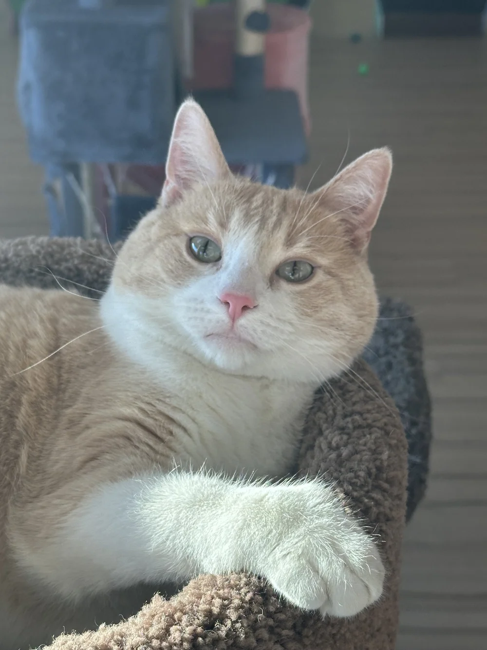 Available Cats — Cattitude Cafe Sioux Falls