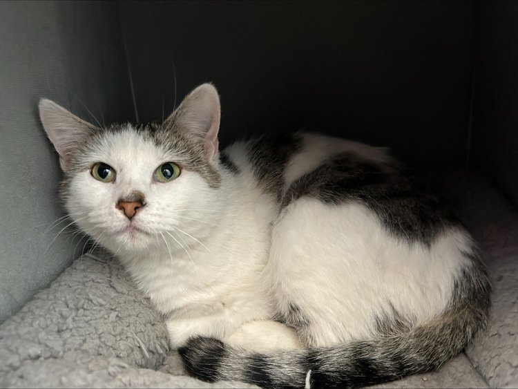 Available Cats — Cattitude Cafe Sioux Falls