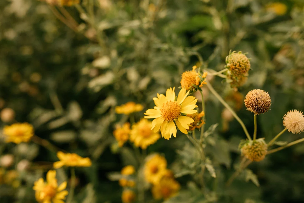 About Us — Simple Sparrow Care Farm