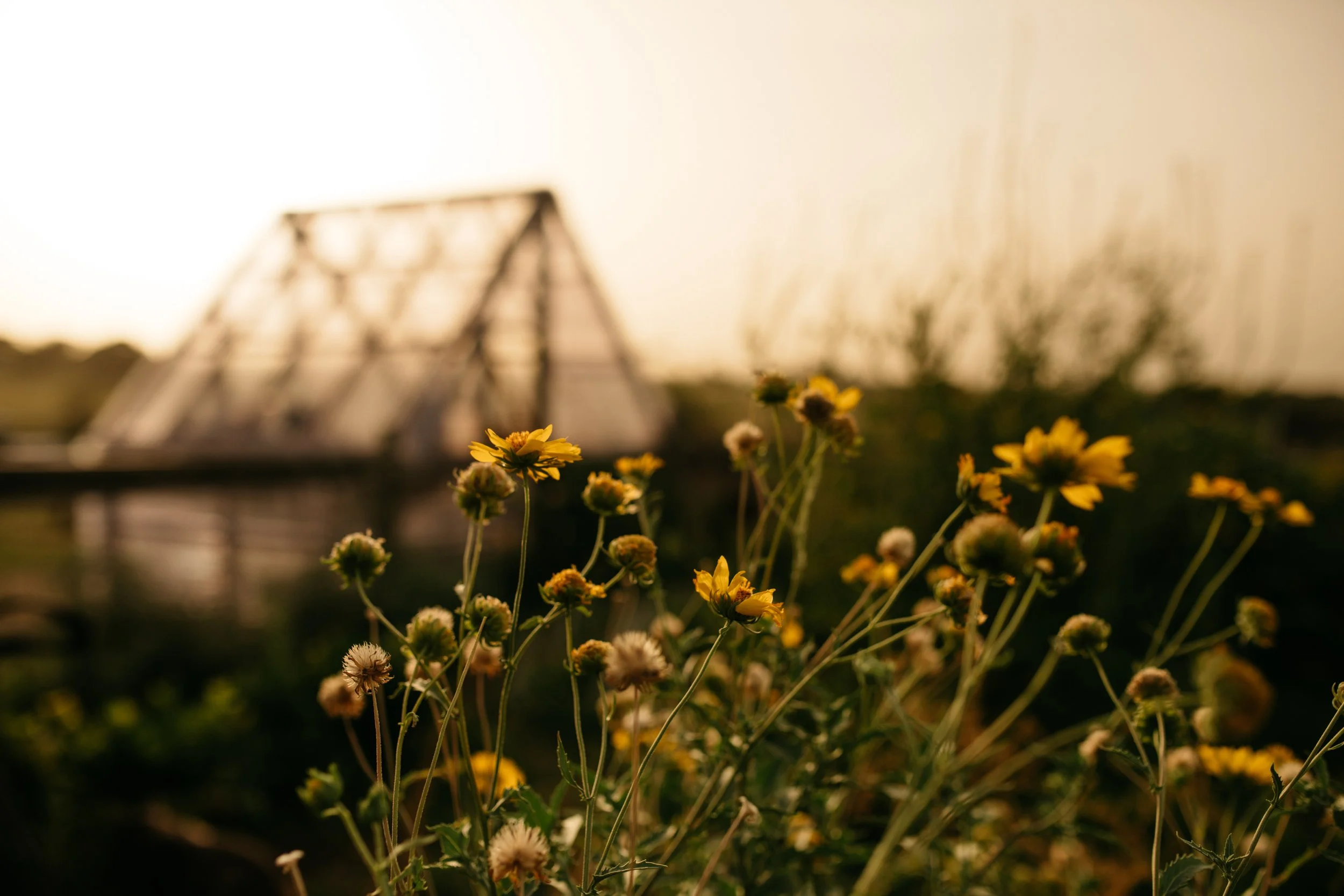 Partnering Therapists — Simple Sparrow Care Farm